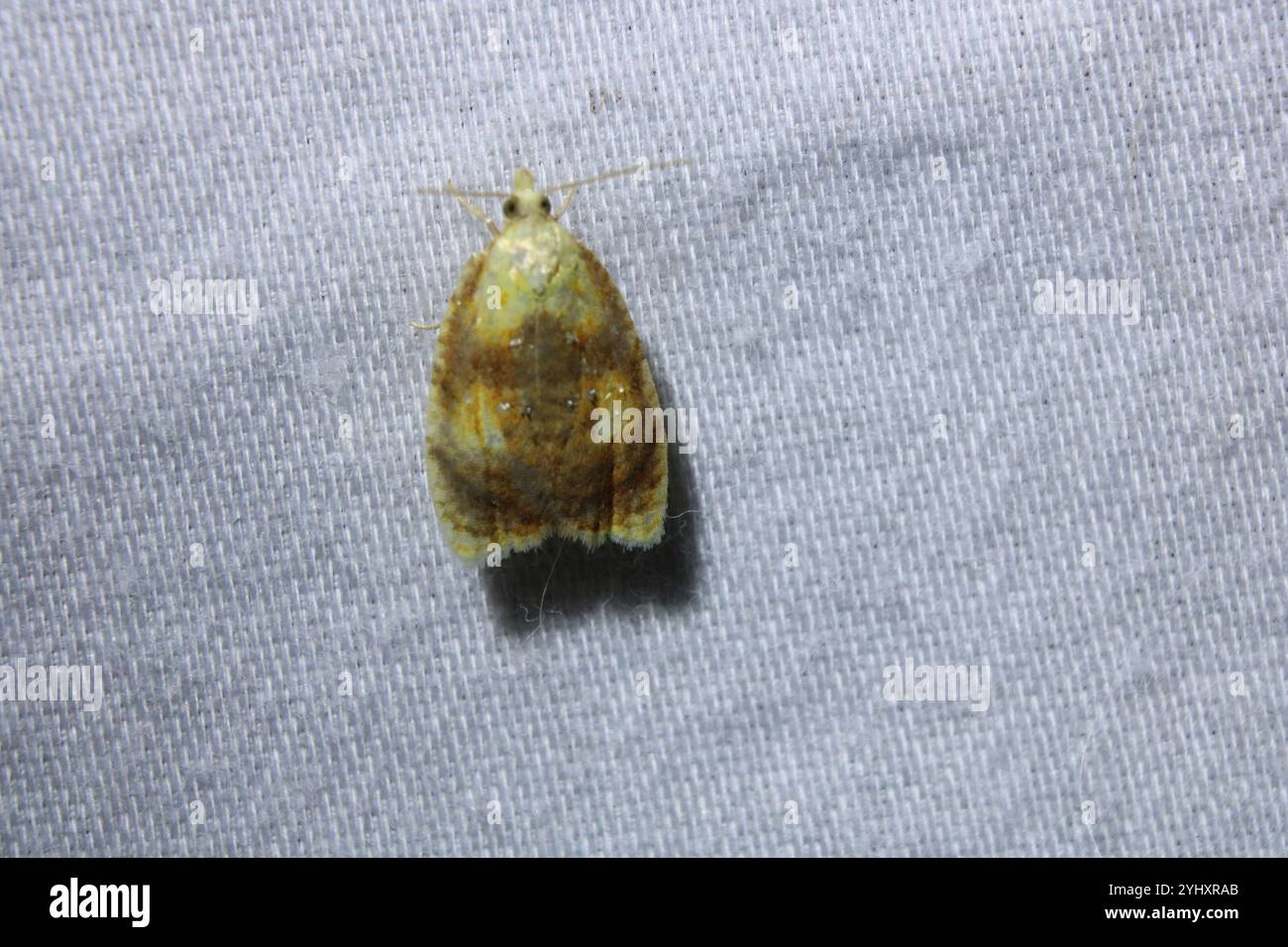 Blueberry Leaftier Moth (Acleris curvalana Stock Photo - Alamy