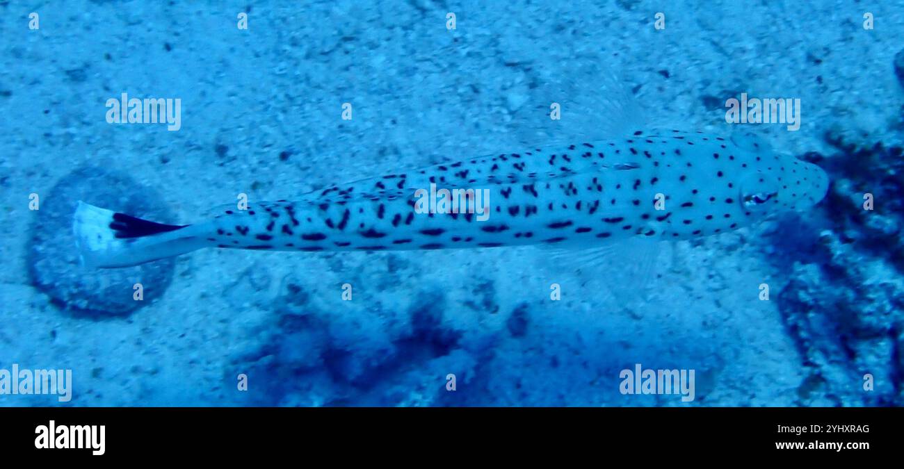 Spotted Sandperch (Parapercis hexophtalma Stock Photo - Alamy