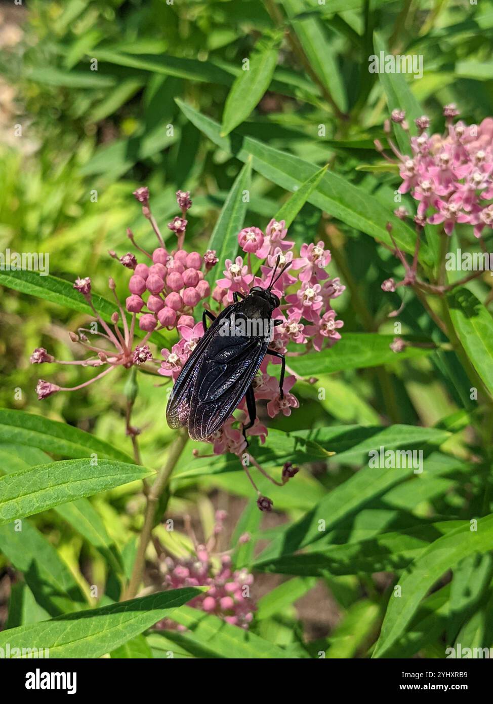 Mydas fly hi-res stock photography and images - Alamy