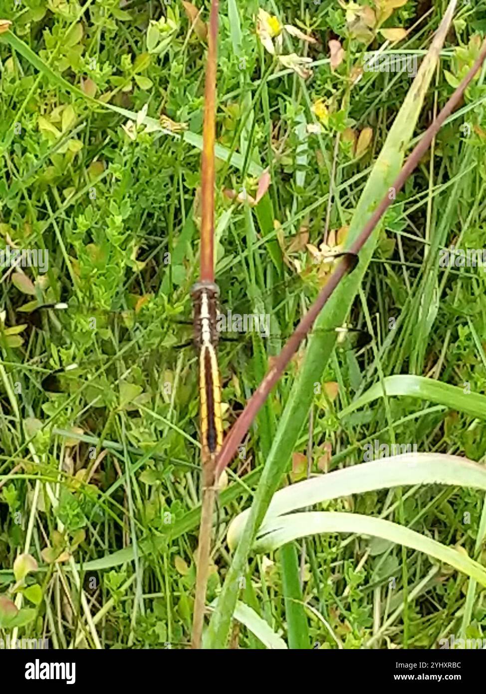 Spangled skimmer libellula cyanea hi-res stock photography and images ...