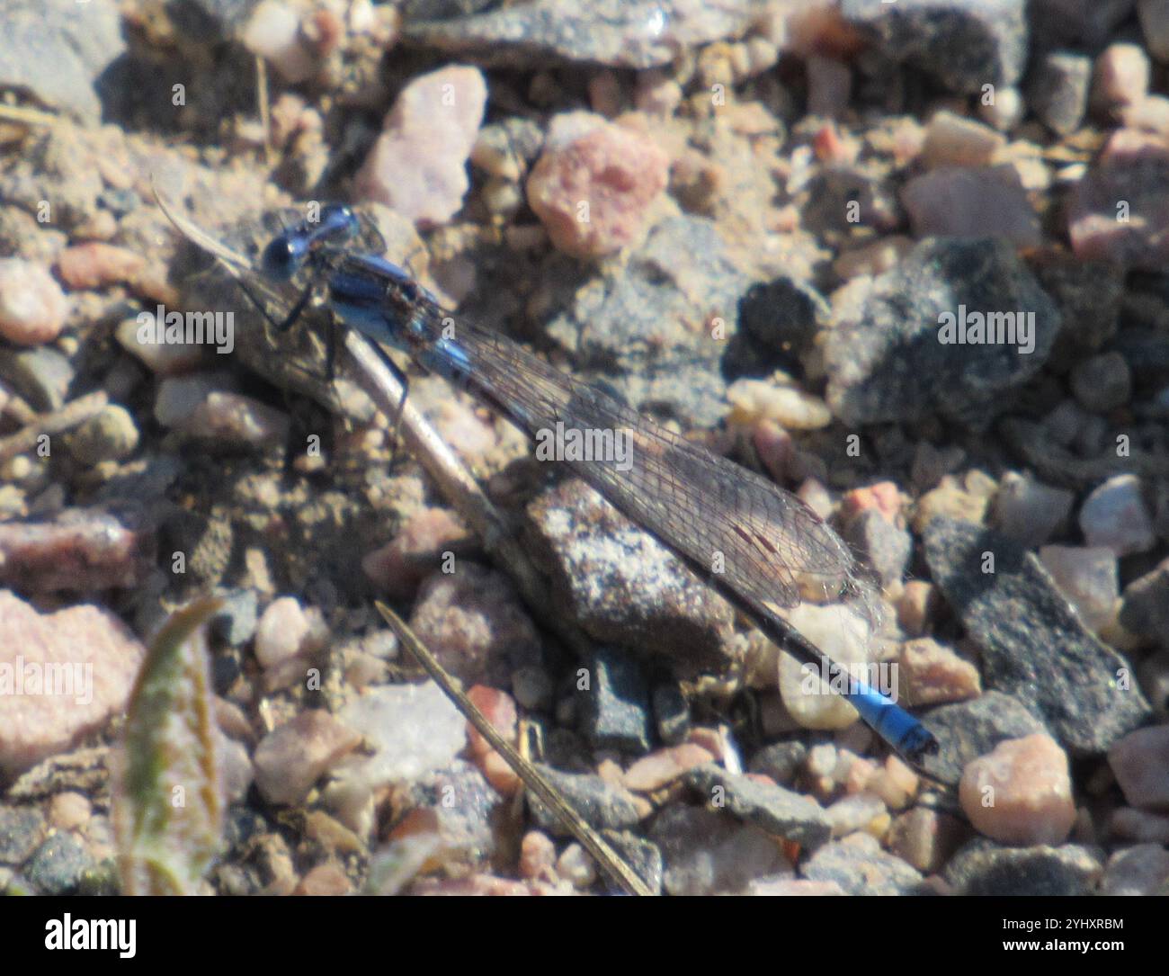 Paiute dancer hi-res stock photography and images - Alamy