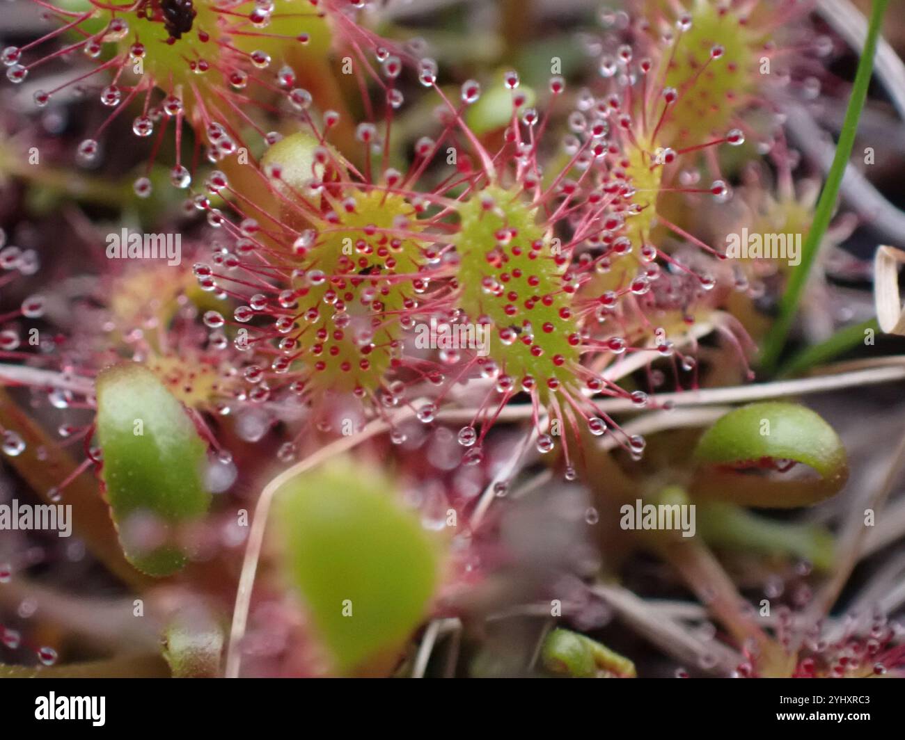 Great Sundew (Drosera anglica Stock Photo - Alamy