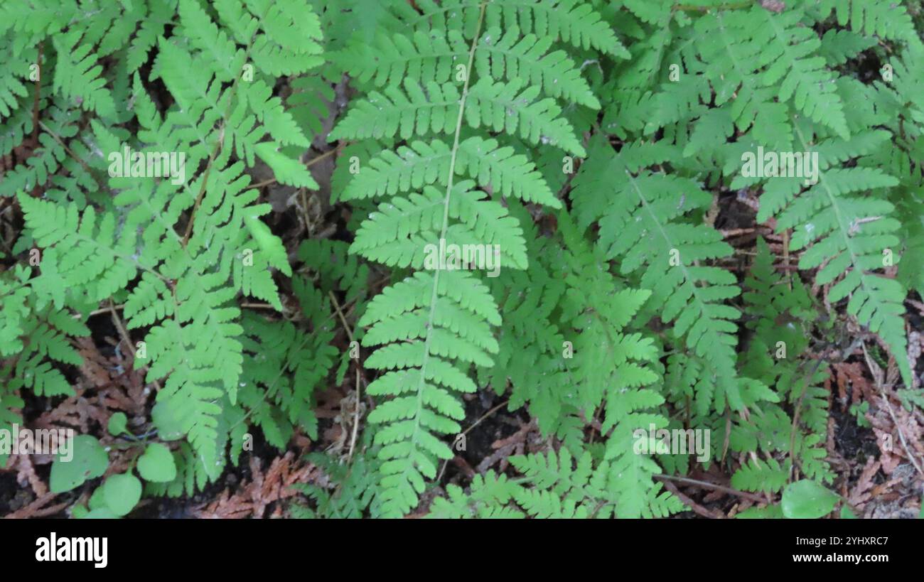 Cystopteris bulbifera hi-res stock photography and images - Alamy