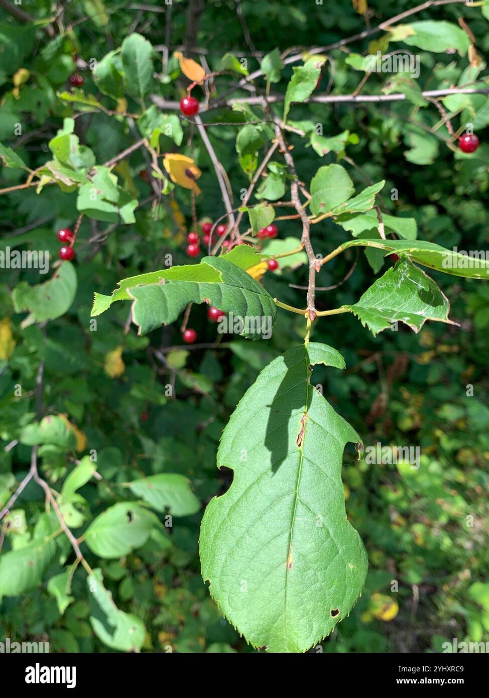 chokecherry (Prunus virginiana Stock Photo - Alamy
