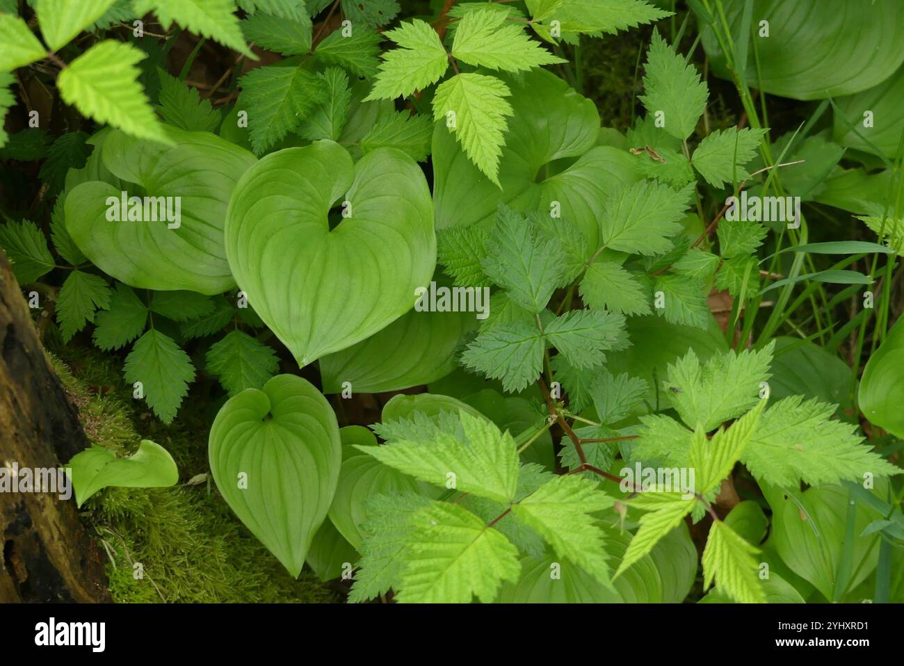 Western Lily of the Valley (Maianthemum dilatatum Stock Photo - Alamy
