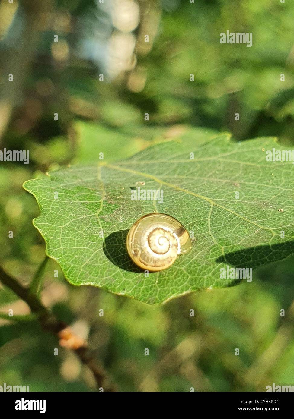 Helix Snails (Helicidae Stock Photo - Alamy