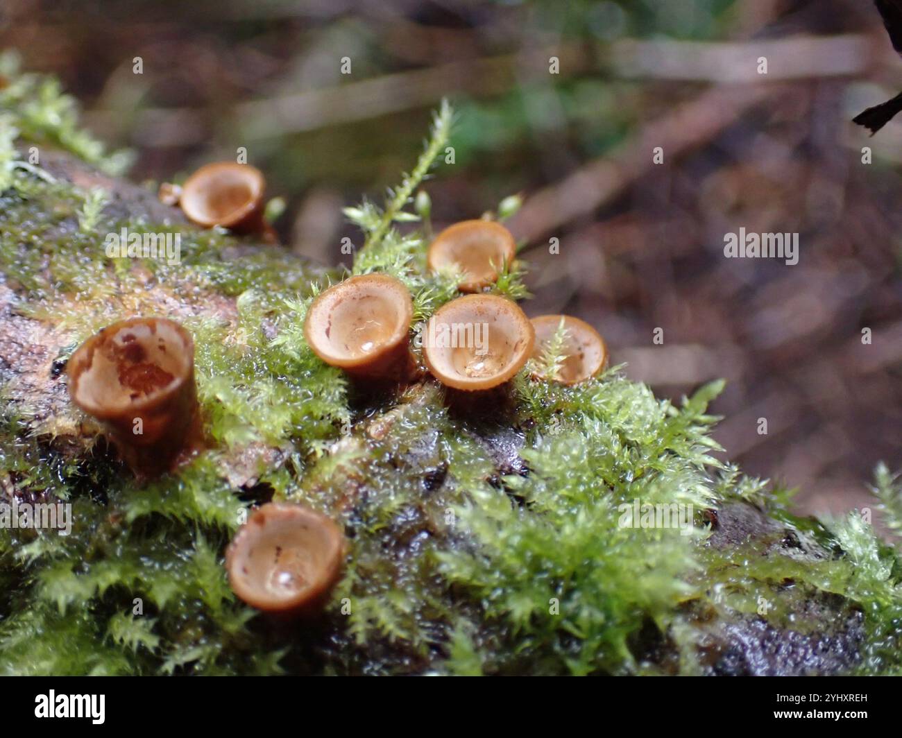 bird's nest fungi (Nidulariaceae Stock Photo - Alamy