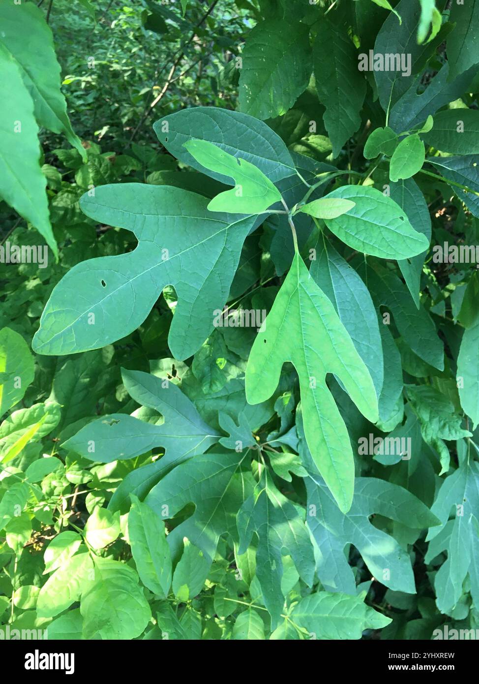 sassafras (Sassafras albidum Stock Photo - Alamy