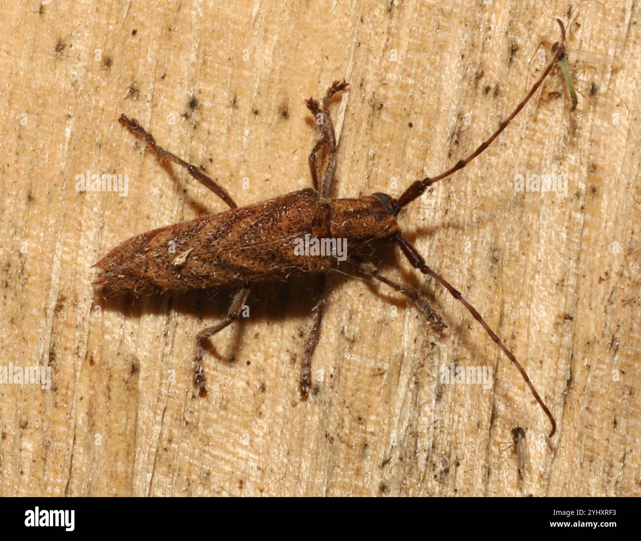 Alder Borer (Saperda obliqua Stock Photo - Alamy