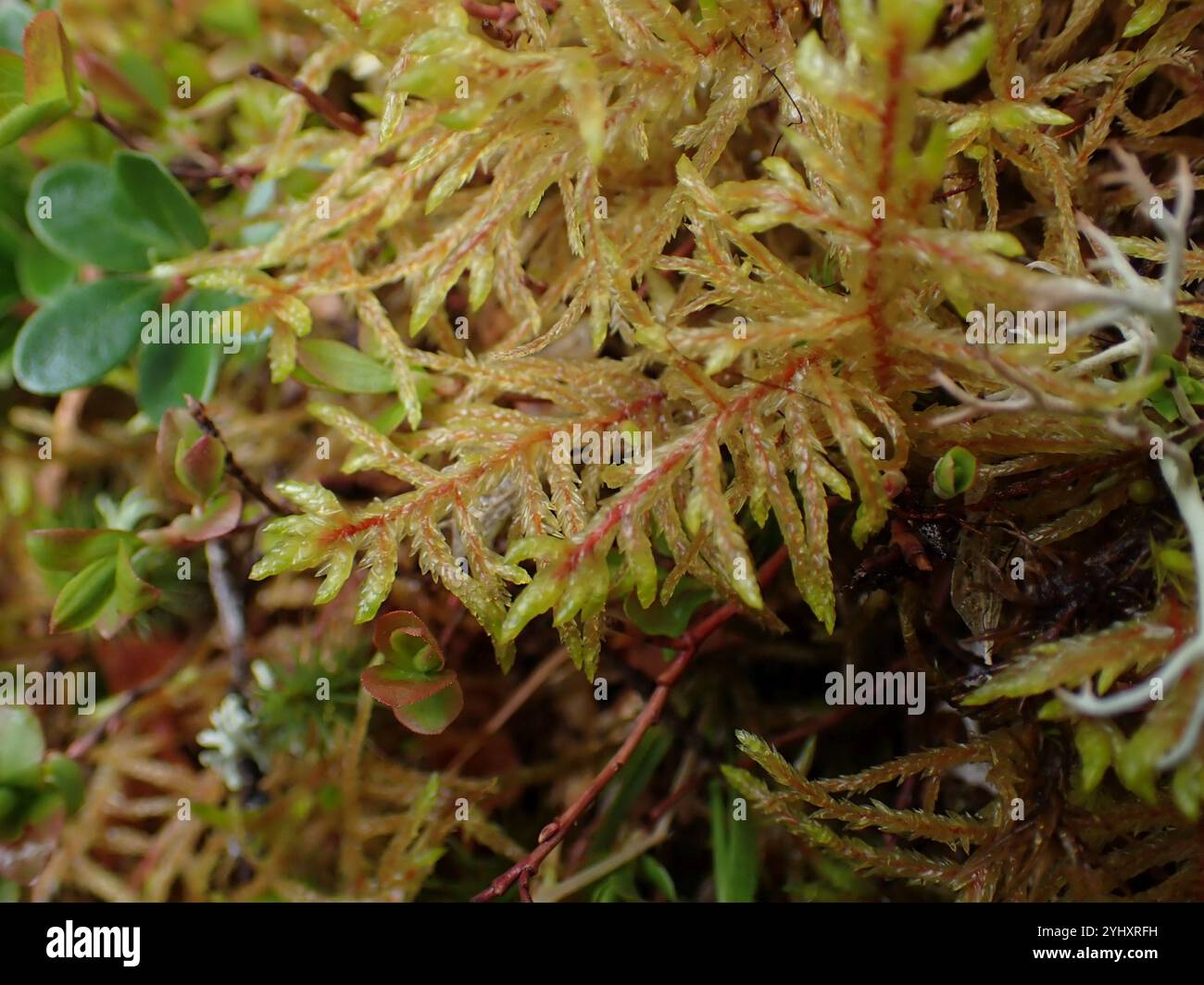 big red stem moss (Pleurozium Stock Photo - Alamy