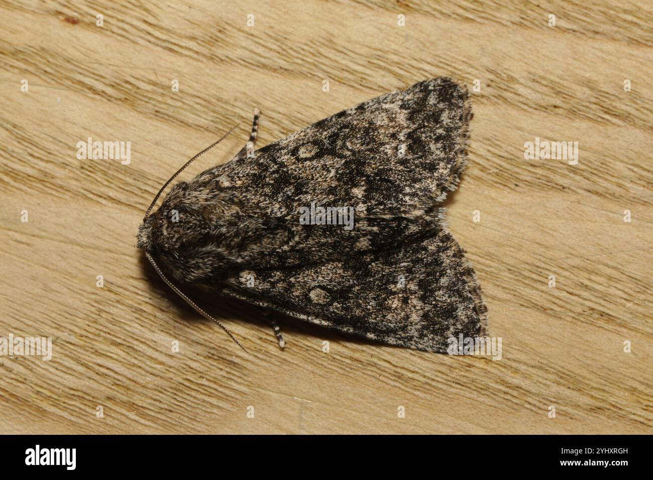 Poplar Grey (Acronicta megacephala Stock Photo - Alamy