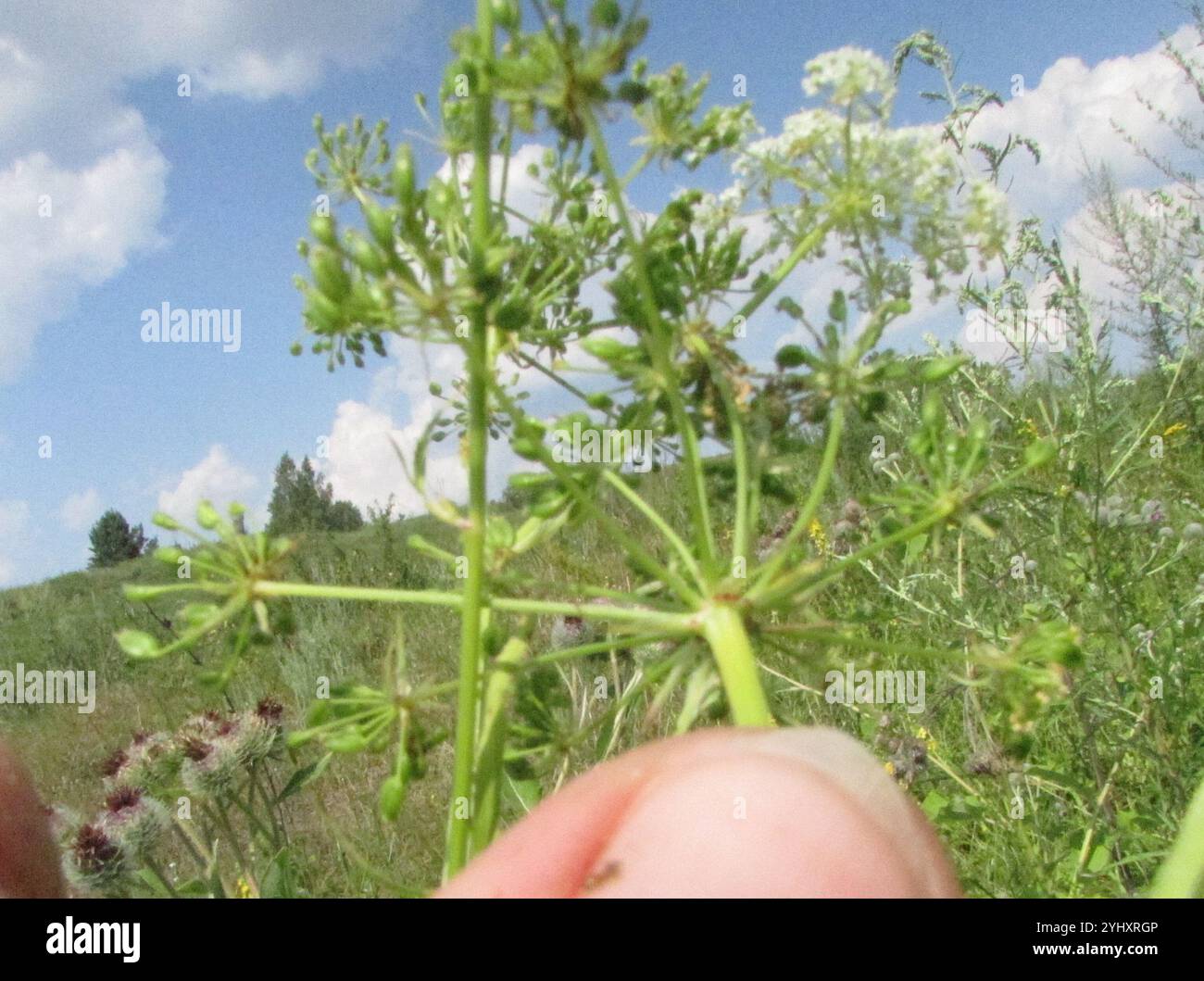 Skirret (Sium sisarum Stock Photo - Alamy
