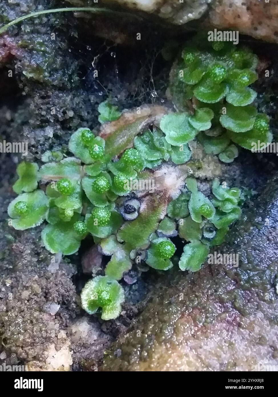 Asterella hi-res stock photography and images - Alamy