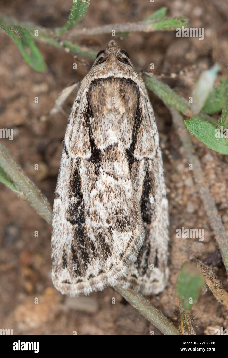 Owlet Moths and Allies (Noctuoidea Stock Photo - Alamy