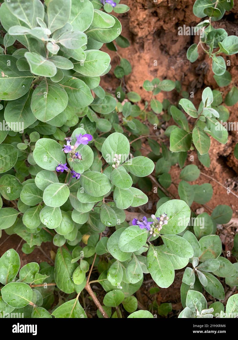 Beach Vitex (Vitex rotundifolia Stock Photo - Alamy