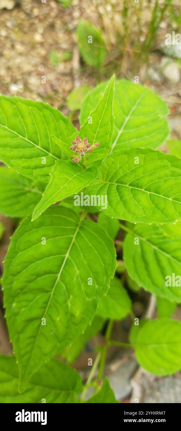 (Circaea canadensis quadrisulcata Stock Photo - Alamy