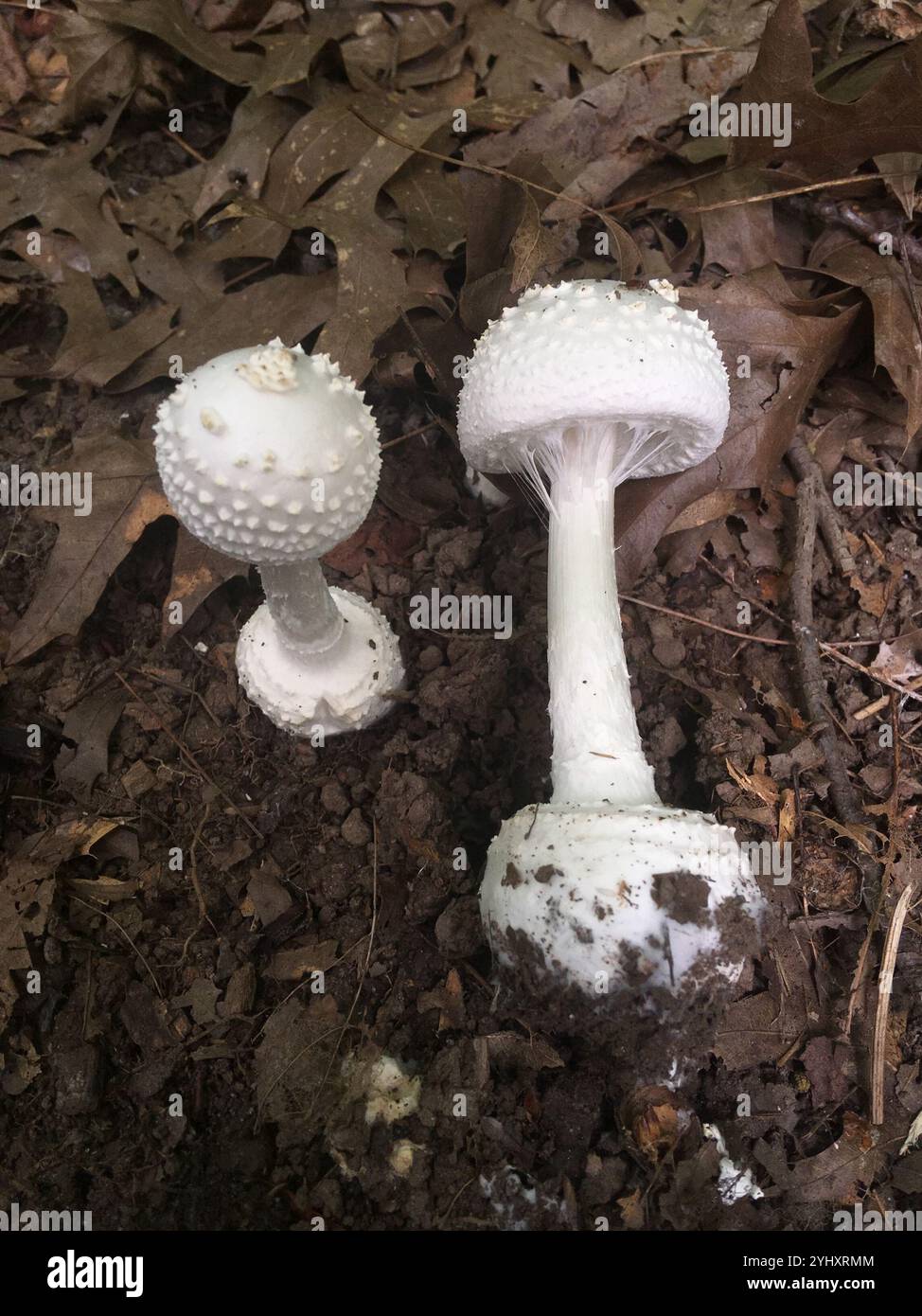 American Abrupt-Bulbed Lepidella (Amanita abrupta Stock Photo - Alamy
