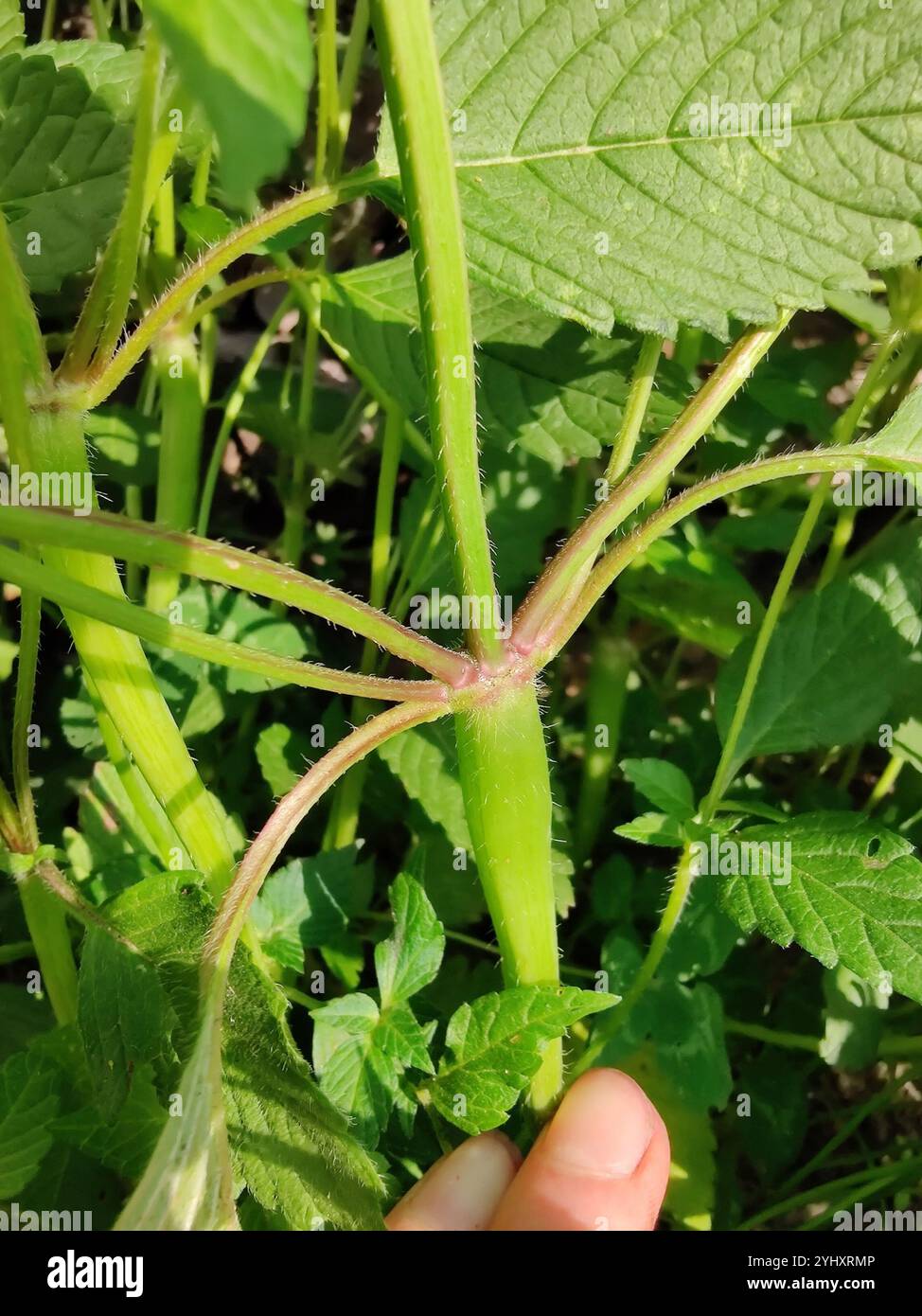 Common hemp-nettle (Galeopsis tetrahit Stock Photo - Alamy