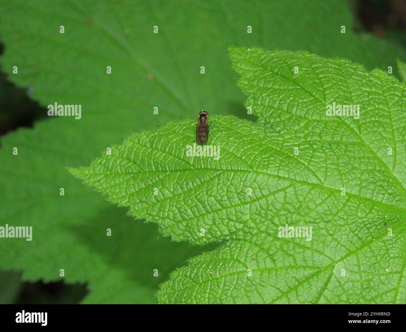 Variable Duskyface Fly (Melanostoma mellinum Stock Photo - Alamy