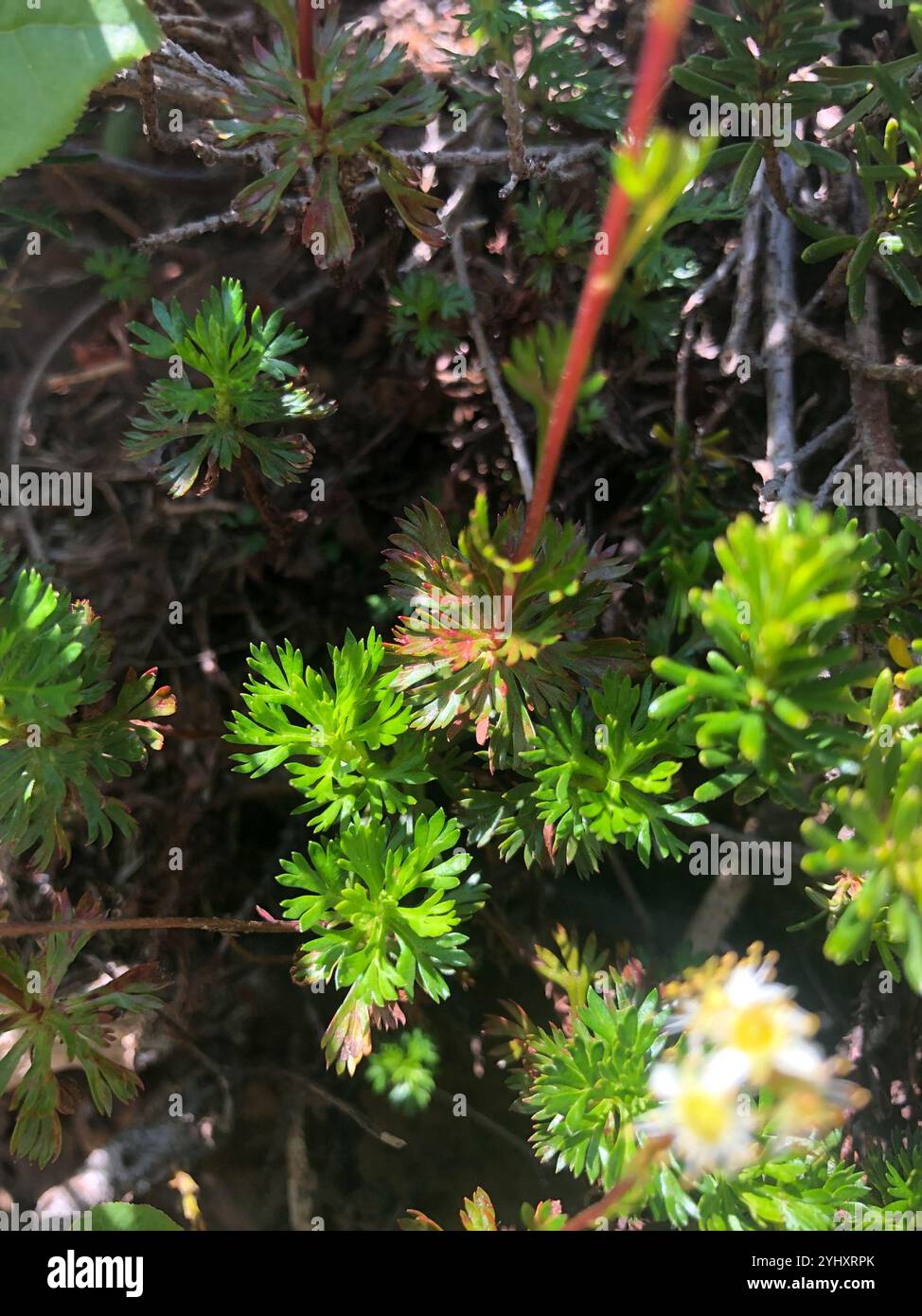 Partridgefoot (Luetkea pectinata Stock Photo - Alamy