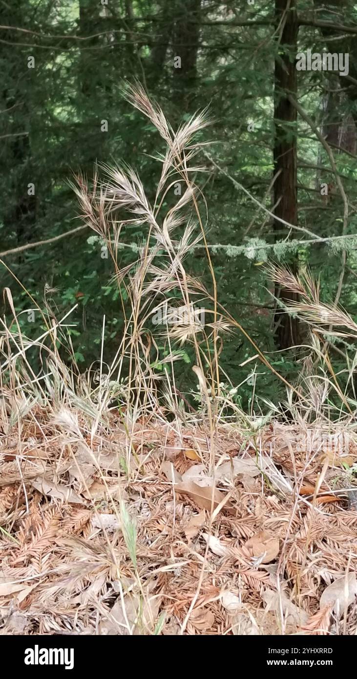 Compact Brome (Bromus madritensis Stock Photo - Alamy