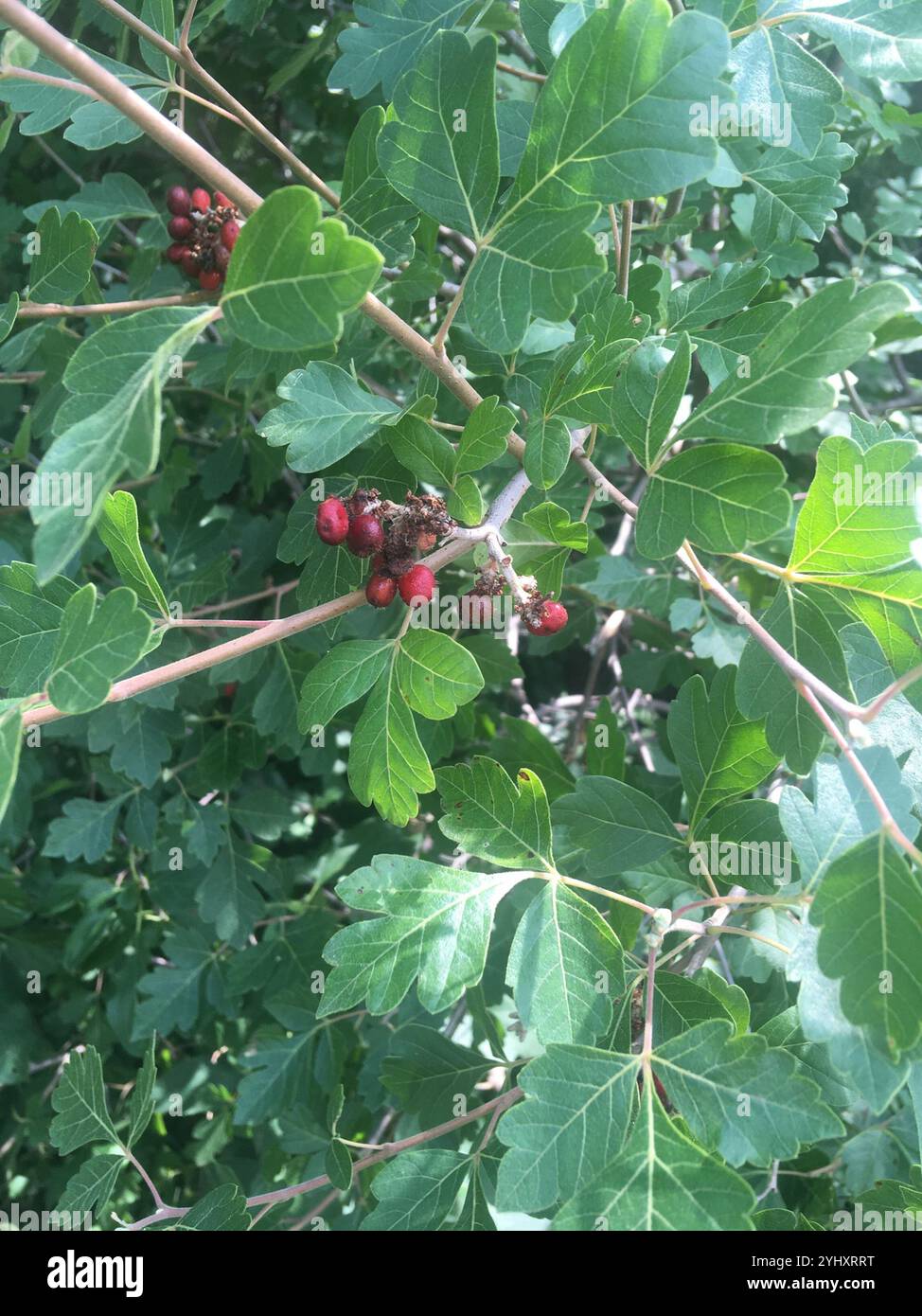fragrant sumac (Rhus aromatica Stock Photo - Alamy
