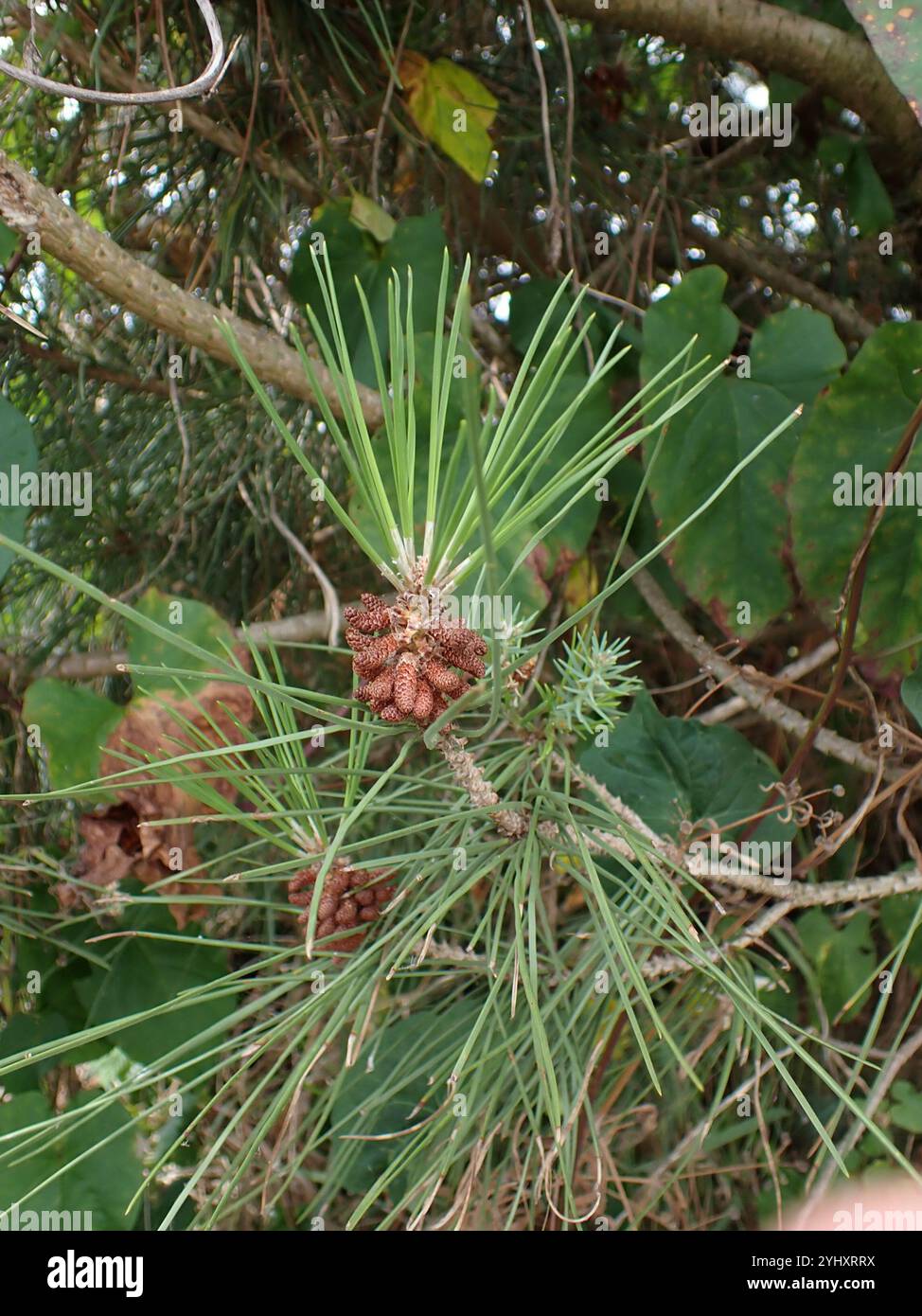 maritime pine (Pinus pinaster Stock Photo - Alamy