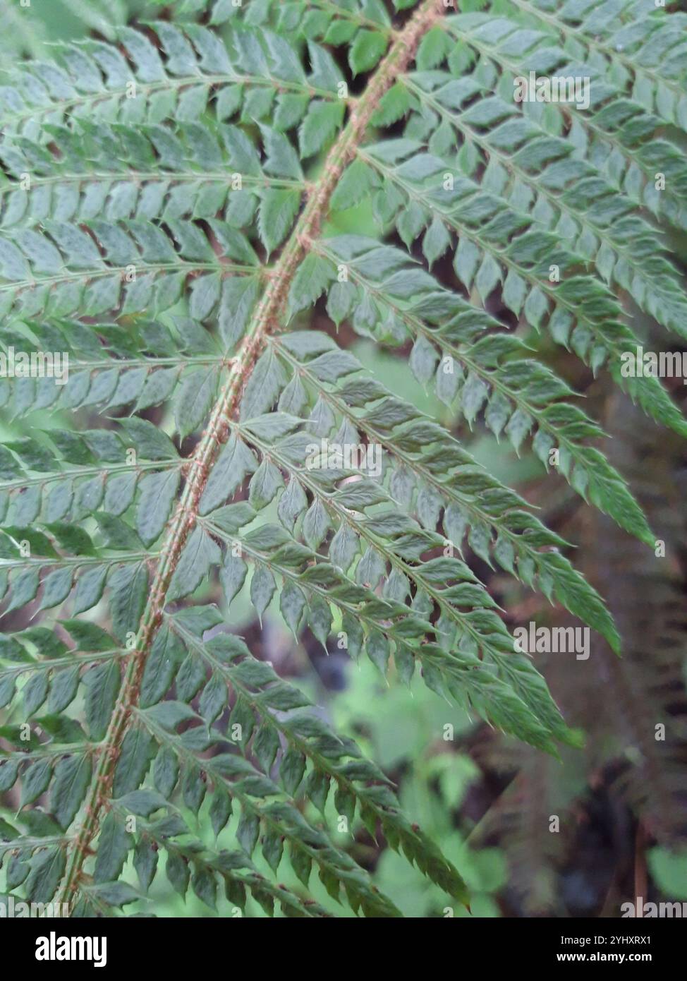 hard shield fern (Polystichum aculeatum Stock Photo - Alamy