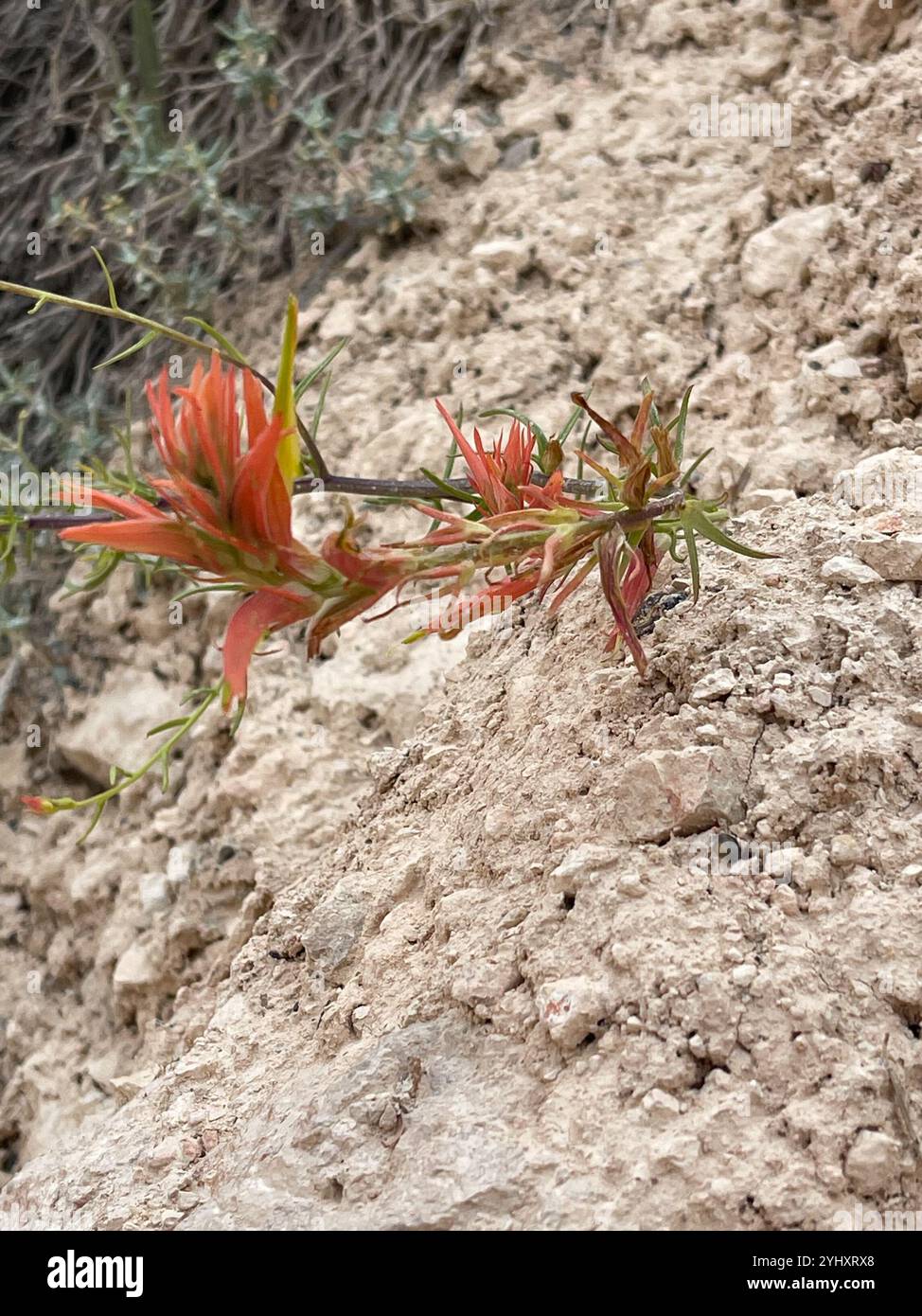 Castilleja linariifolia wyoming hi-res stock photography and images - Alamy