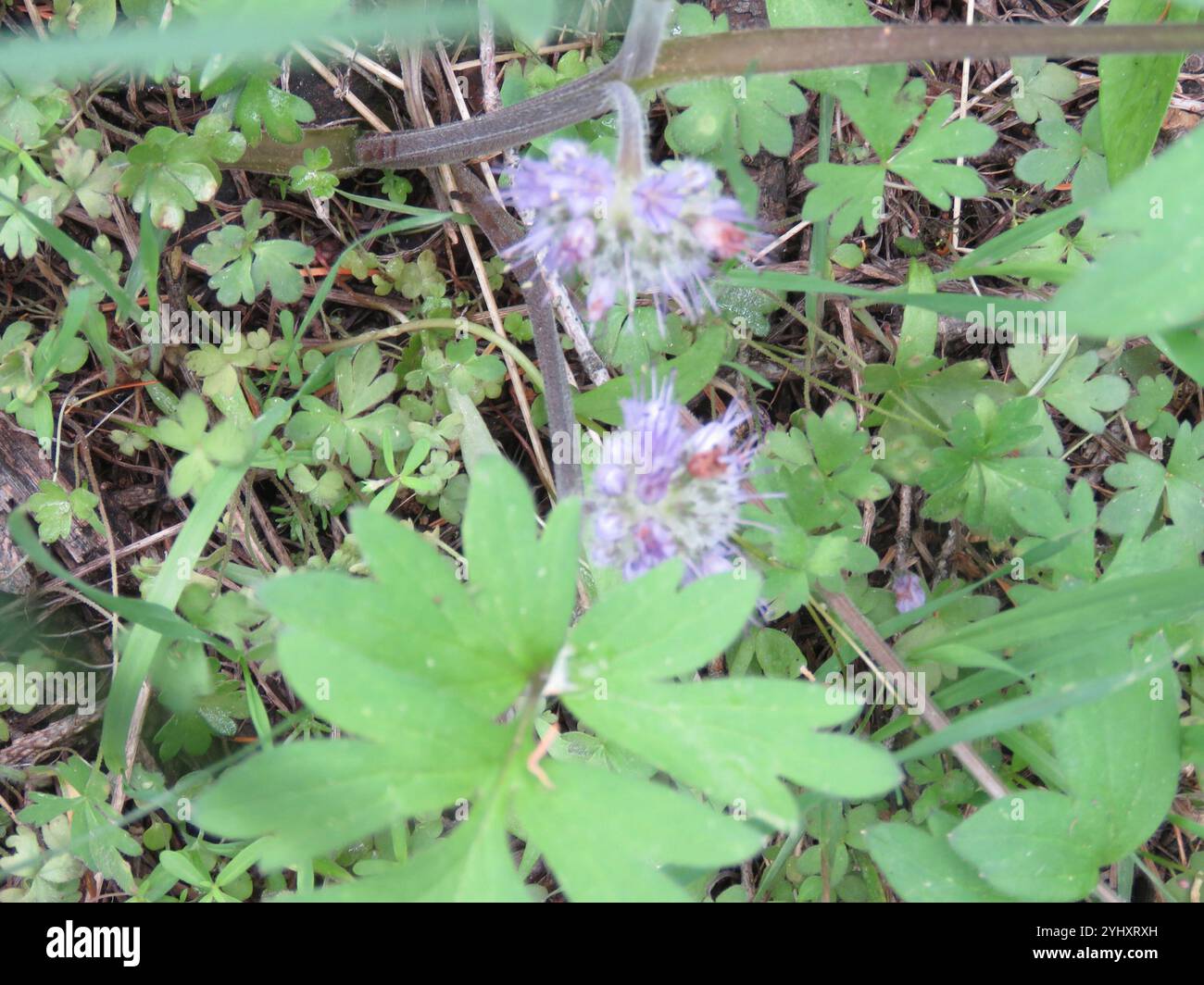 ballhead waterleaf (Hydrophyllum capitatum Stock Photo - Alamy