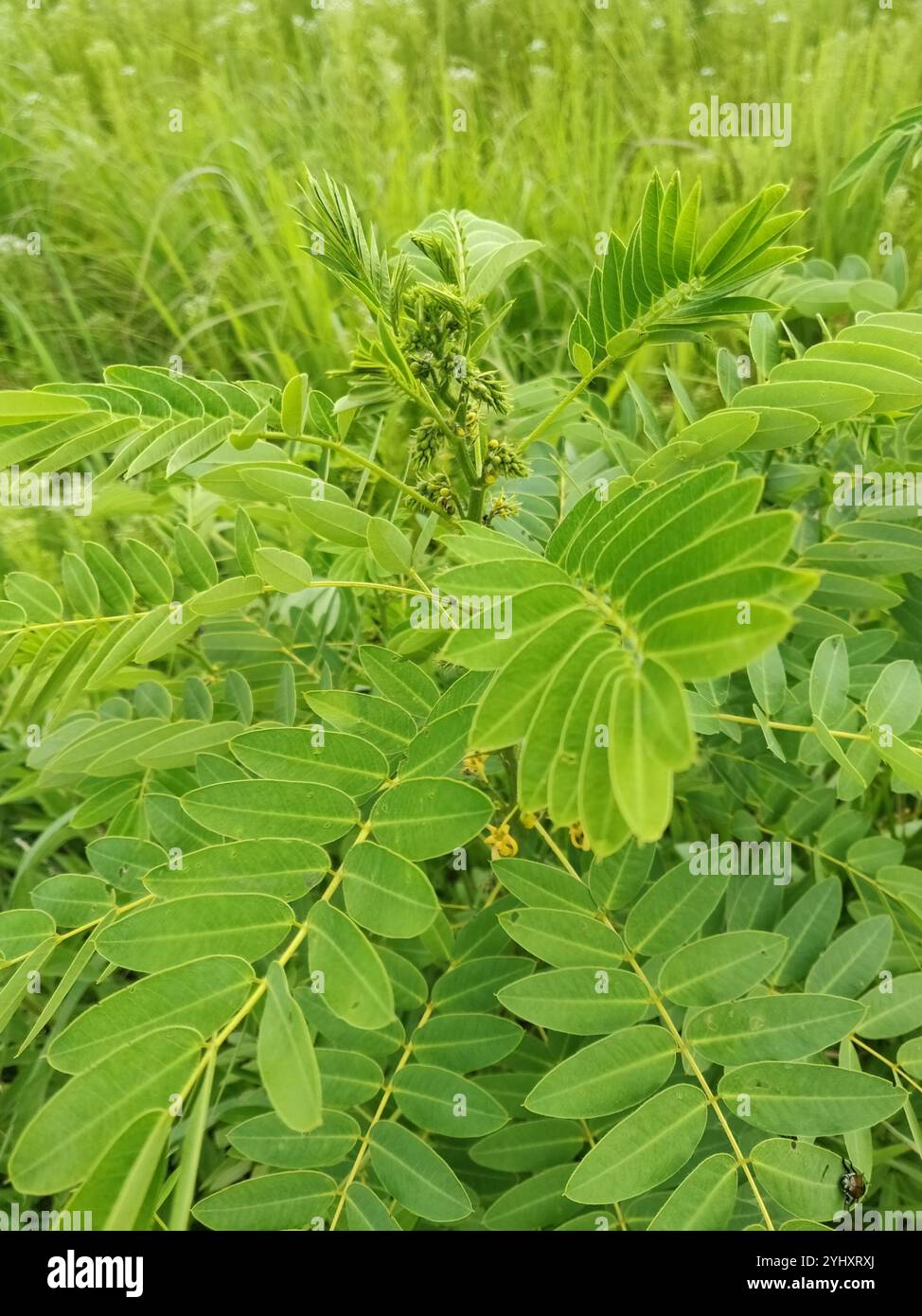 American senna (Senna hebecarpa Stock Photo - Alamy
