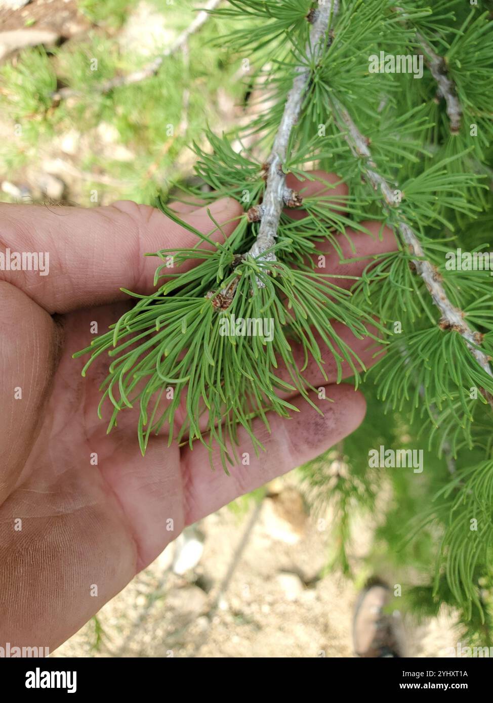 subalpine larch (Larix lyallii Stock Photo - Alamy