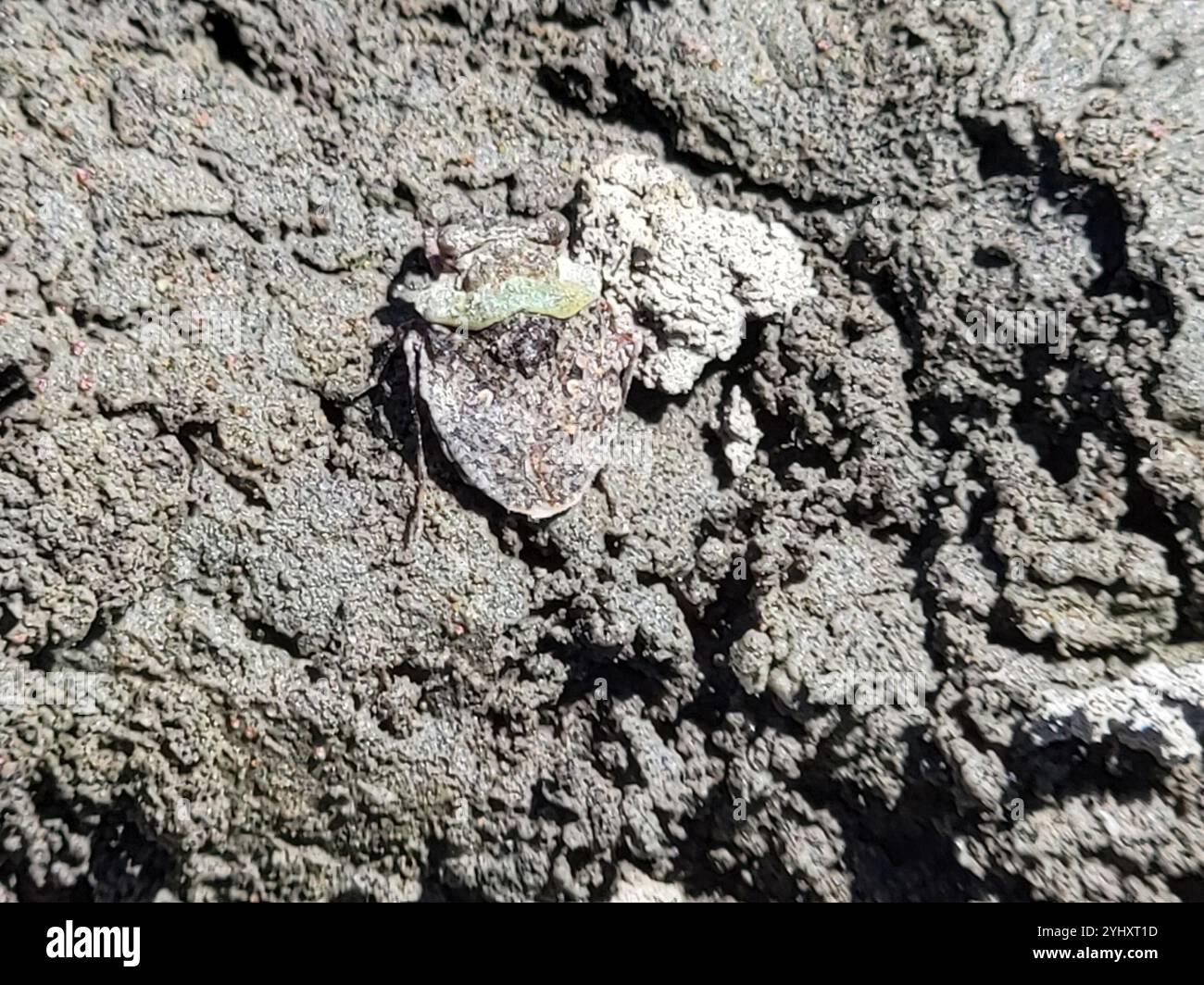 Big-eyed Toad Bug (Gelastocoris oculatus Stock Photo - Alamy