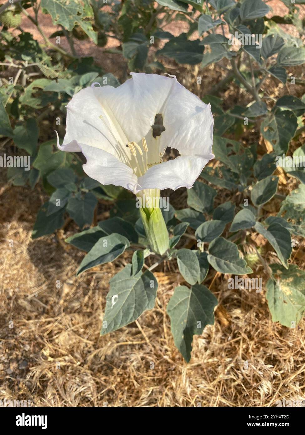 Sacred Datura (Datura wrightii Stock Photo - Alamy