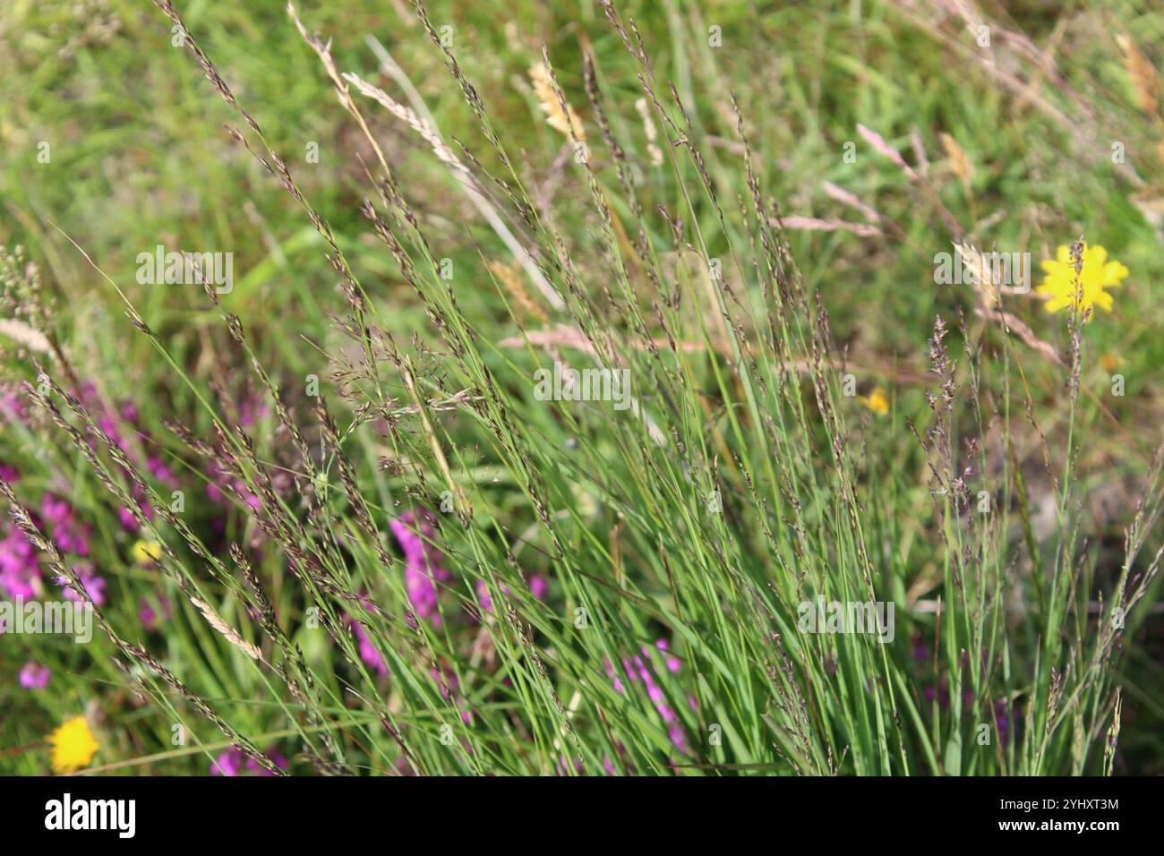 Purple moor grass (Molinia caerulea Stock Photo - Alamy