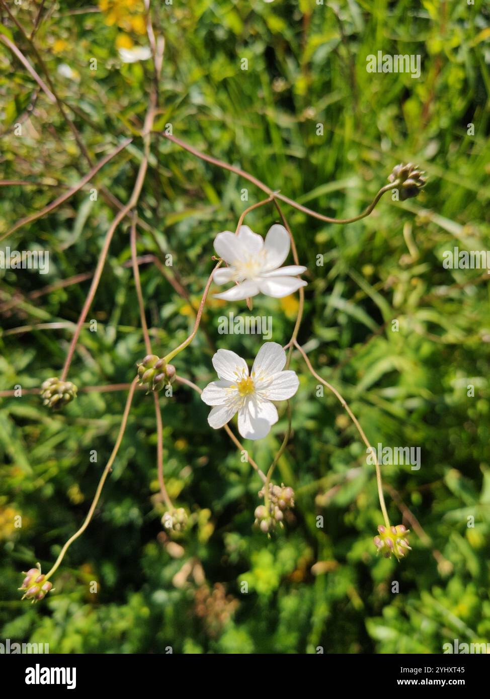 Large White Buttercup (Ranunculus platanifolius Stock Photo - Alamy