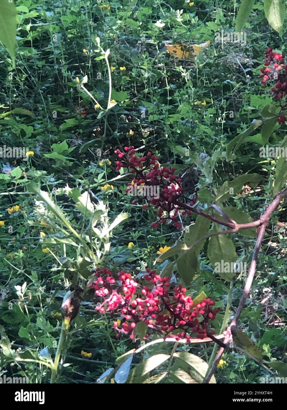 red-berried elder (Sambucus racemosa Stock Photo - Alamy