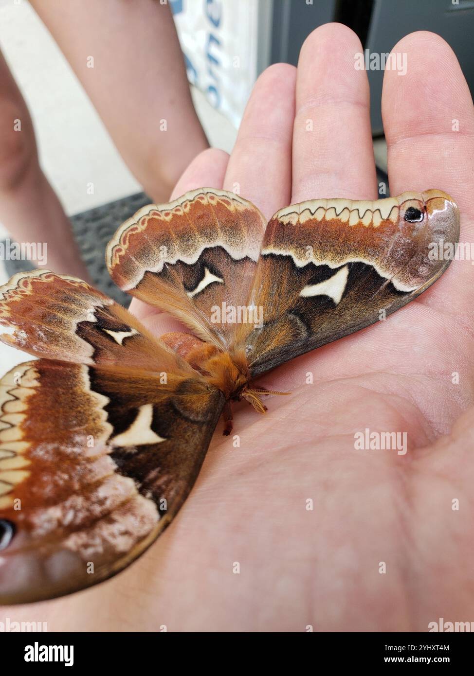 Tulip-tree Silkmoth (Callosamia angulifera Stock Photo - Alamy