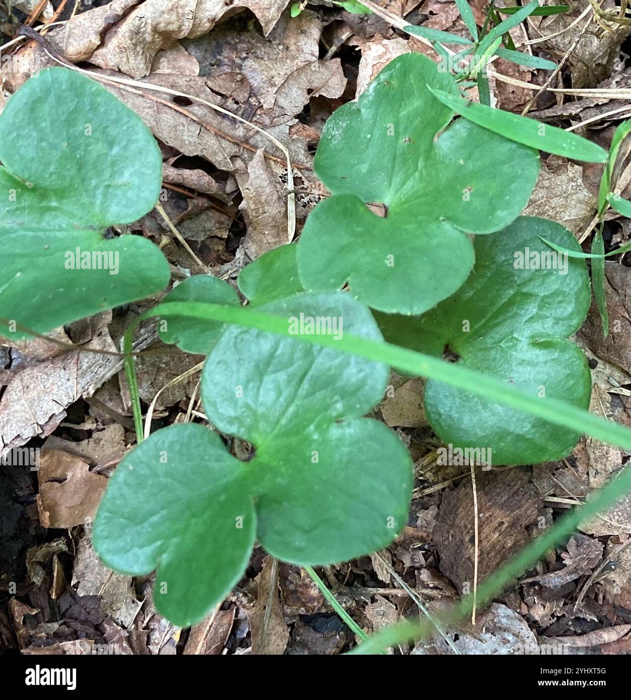 round-lobed hepatica (Hepatica americana Stock Photo - Alamy