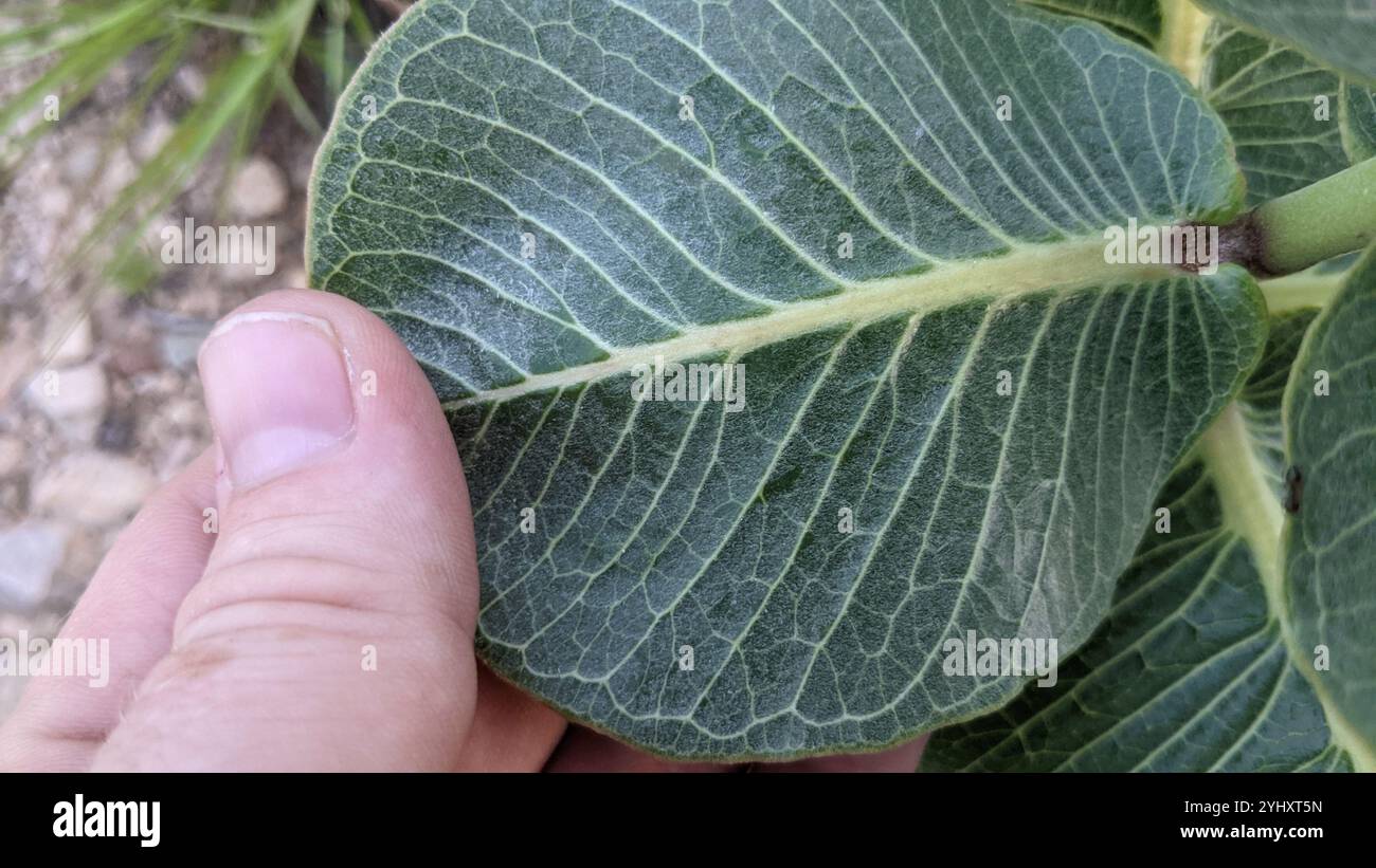 broadleaf milkweed (Asclepias latifolia Stock Photo - Alamy