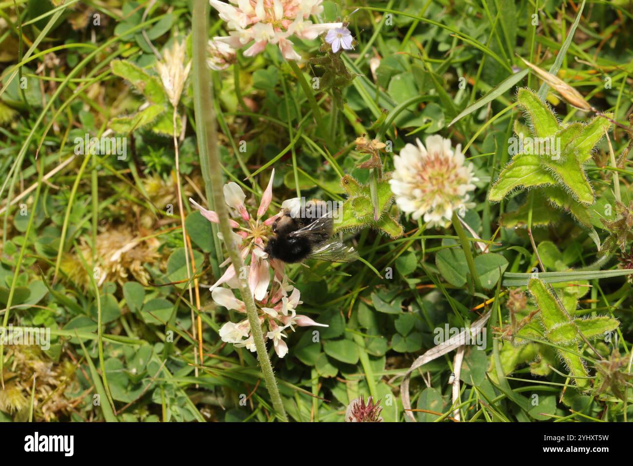 Red-tailed Bumble Bee (Bombus lapidarius Stock Photo - Alamy