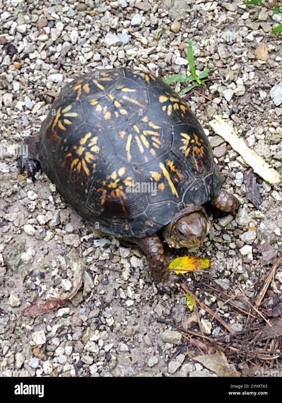 Eastern Box Turtle (Terrapene carolina carolina Stock Photo - Alamy