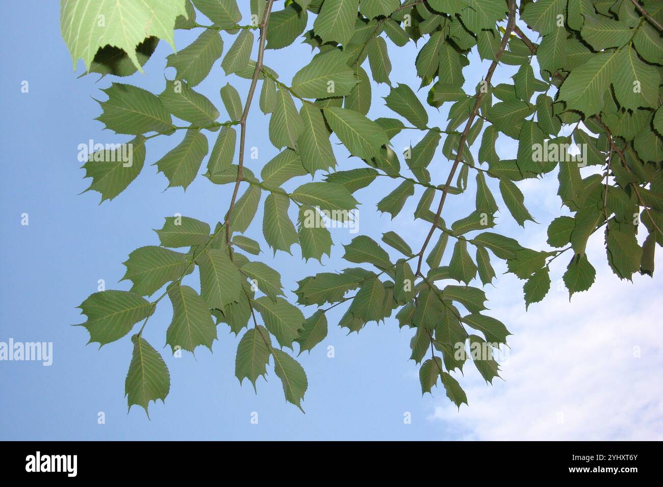 elm family (Ulmaceae Stock Photo - Alamy