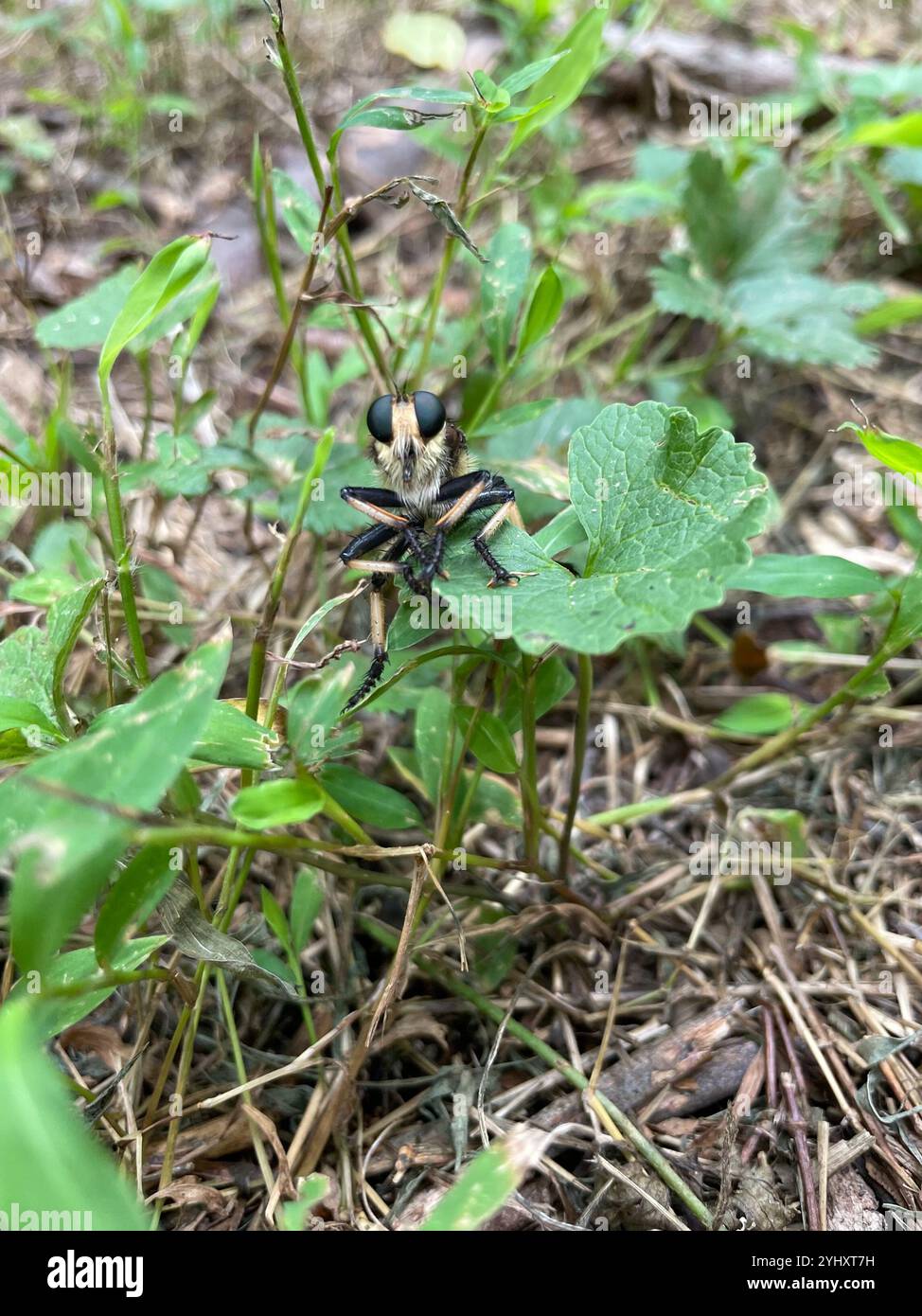 Red-footed Cannibal Fly (Promachus rufipes Stock Photo - Alamy
