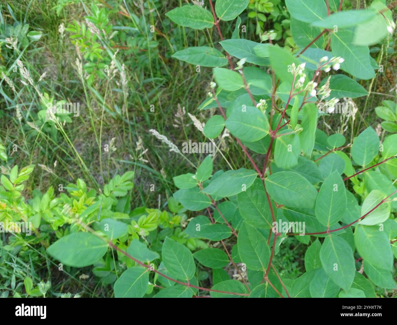 spreading dogbane (Apocynum androsaemifolium Stock Photo - Alamy