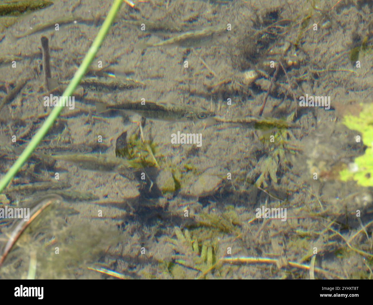 Threespine Stickleback (Gasterosteus aculeatus Stock Photo - Alamy