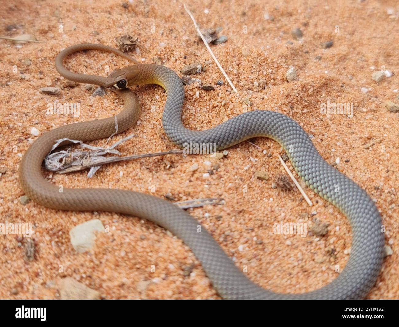 Central Whipsnake (Demansia cyanochasma Stock Photo - Alamy