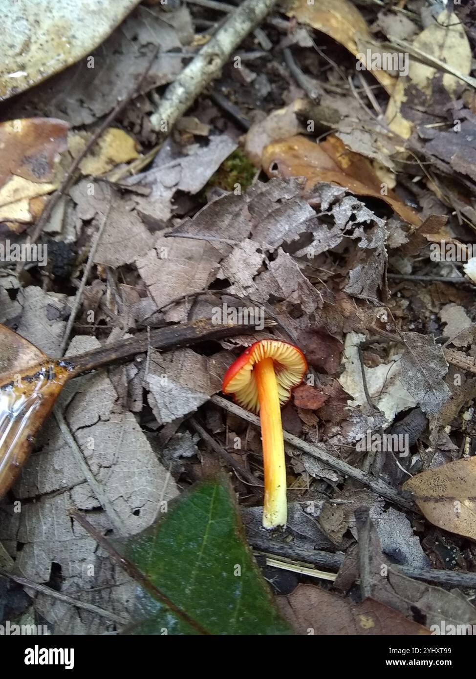 Scarlet Waxy Cap (Hygrocybe coccinea Stock Photo - Alamy