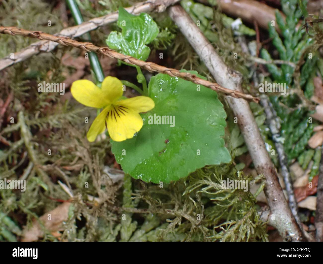 stream violet (Viola glabella Stock Photo - Alamy