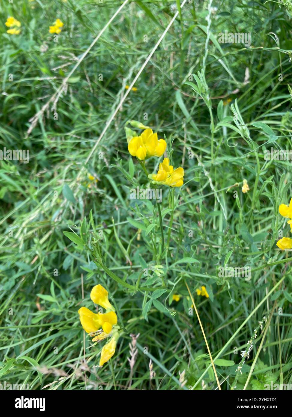 meadow pea (Lathyrus pratensis Stock Photo - Alamy
